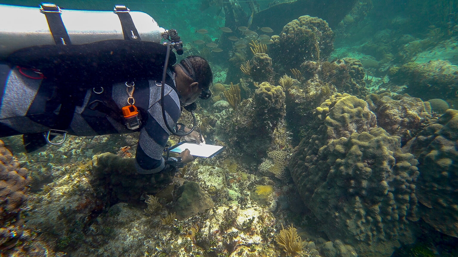 Maritime archaeology slave ships- Underwater Archeology